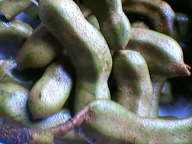 CORETAN HIDUP: buah asam jawa muda